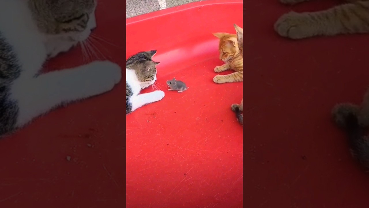 Cat vs mouse#fighting - YouTube