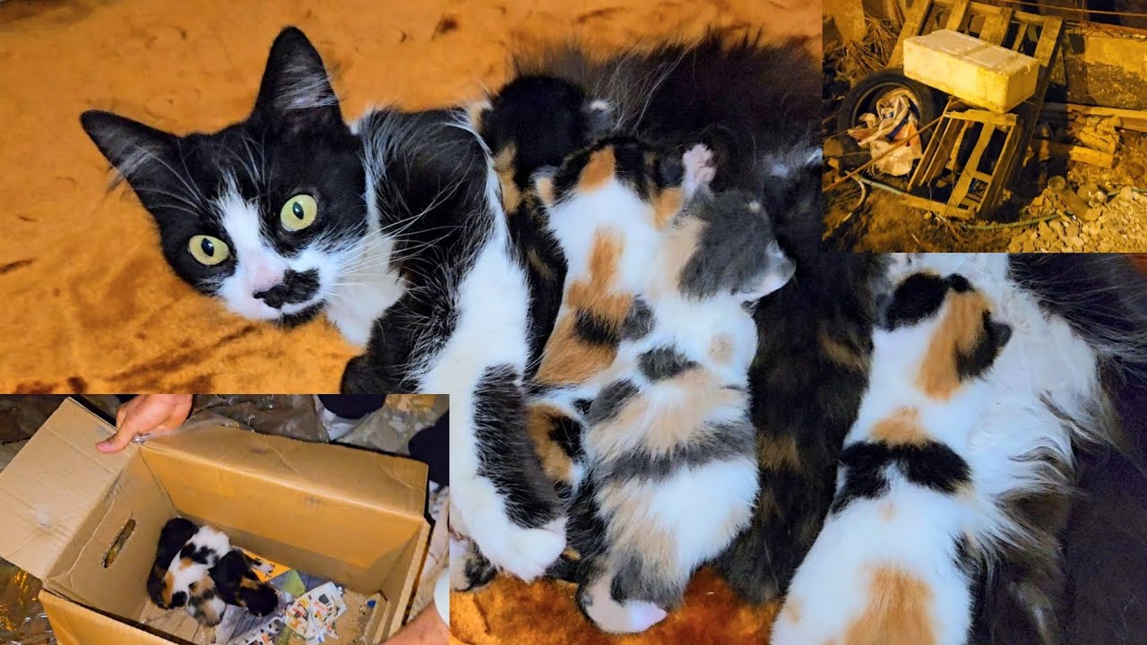 Rescue poor abandoned mother cat and her 5 newborn kittens - YouTube