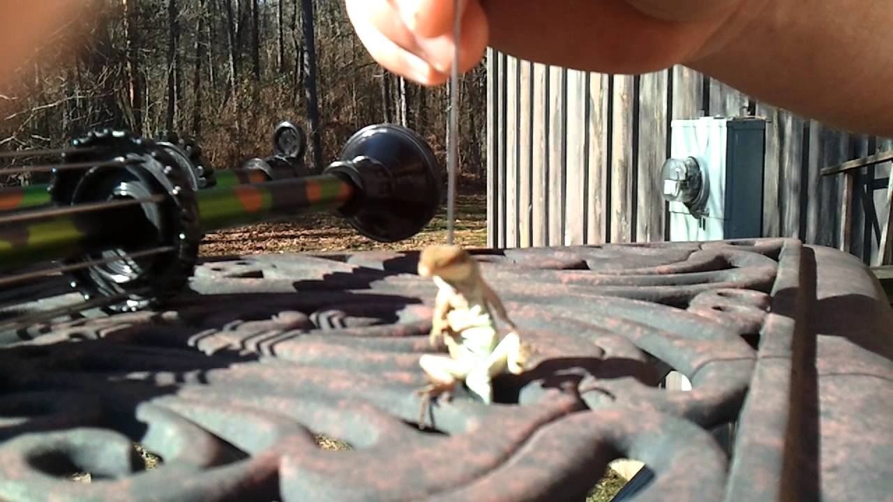 Blow dart lizard - YouTube