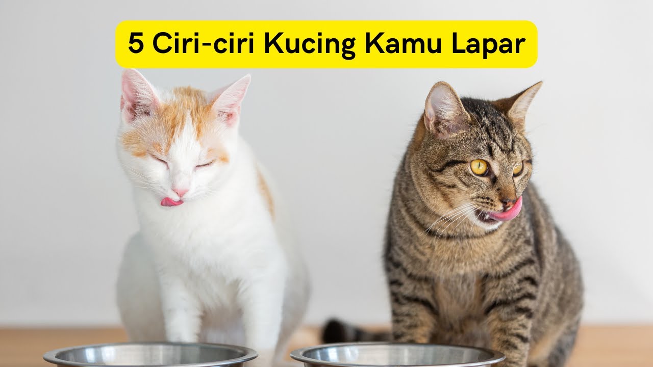 5 Ciri-ciri Kucing Kamu Lapar / 5 Signs Your Cat is Hungry - YouTube