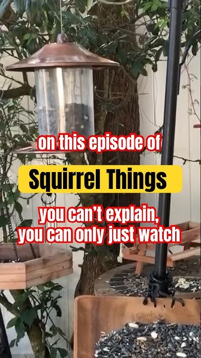 Why do squirrels always chase each other🤣 #squirrel #birdfeeder # ...