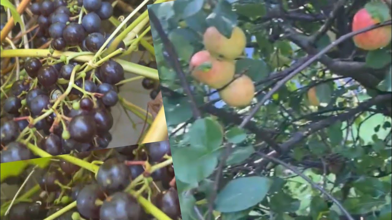 NAKATAGO ANG BUNGA NG UBAS, ISANG PUNO NG MANSANAS TATLONG KLASE ANG ...