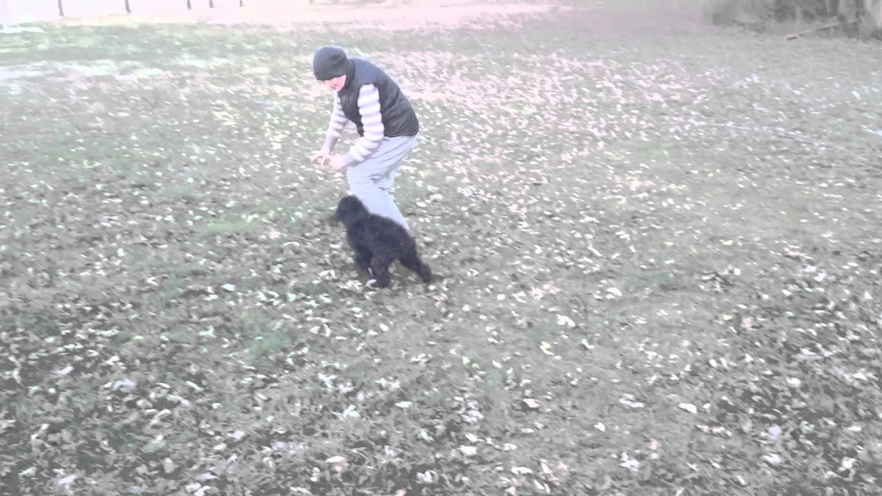 First Obedience Lesson: Finding Heel Position - YouTube