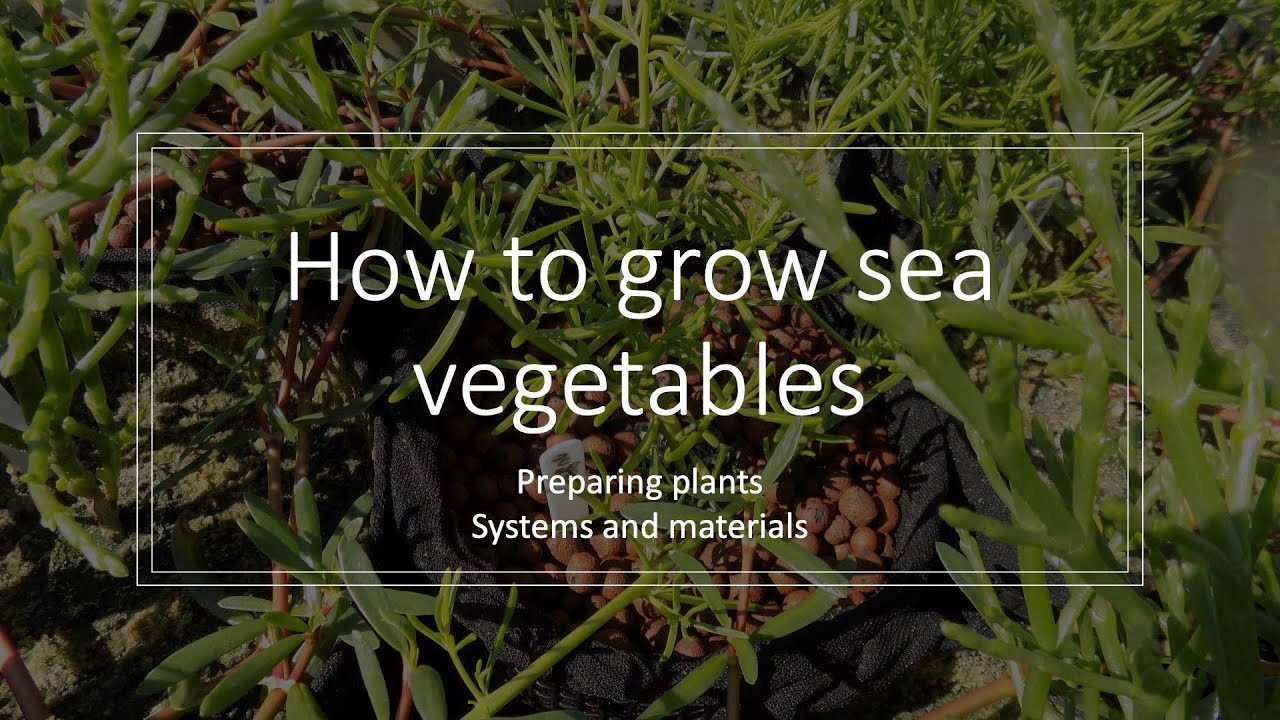 Sea Vegetable Workshop: How to Grow - YouTube