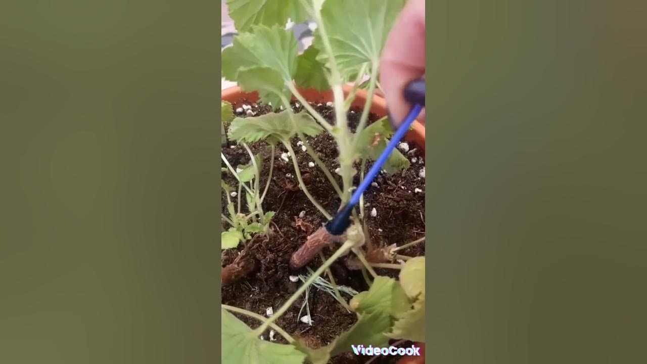 Стрижём пеларгонию на черенок. Мой способ укоренения. - YouTube