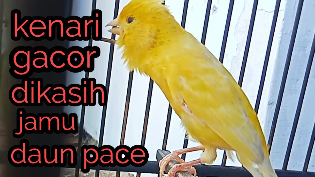 kenari anda bakalan gacor kalo dikasih jamu daun pace/ mengkudu - YouTube