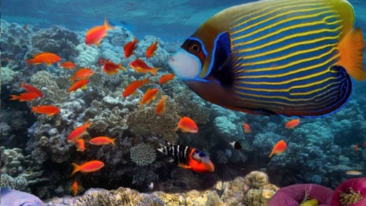Colorful fish playing #fish, #4K HDR , #kidsvideo, #2K - YouTube