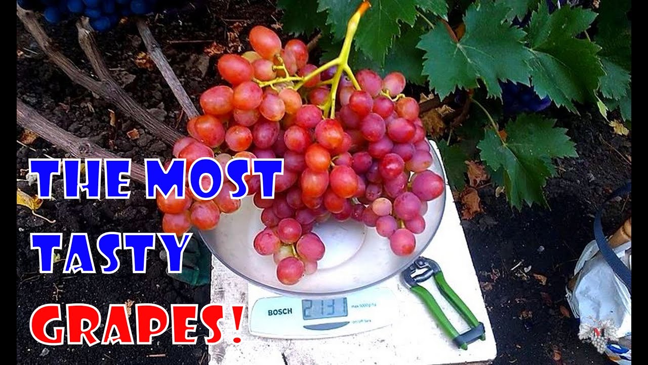 ONE of THE MOST TASTY HYBRID FORMS of GRAPES! - YouTube