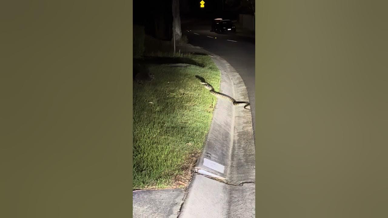 Cat vs Python - YouTube