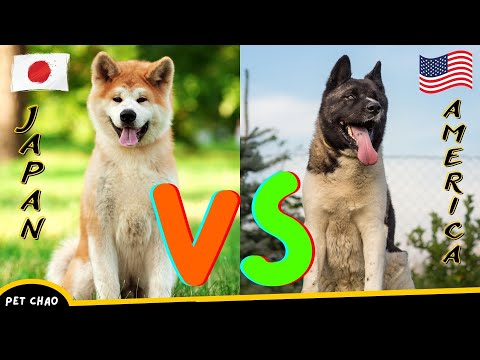 Japanese Akita vs American Akita - Which is Better? - Dog vs Dog