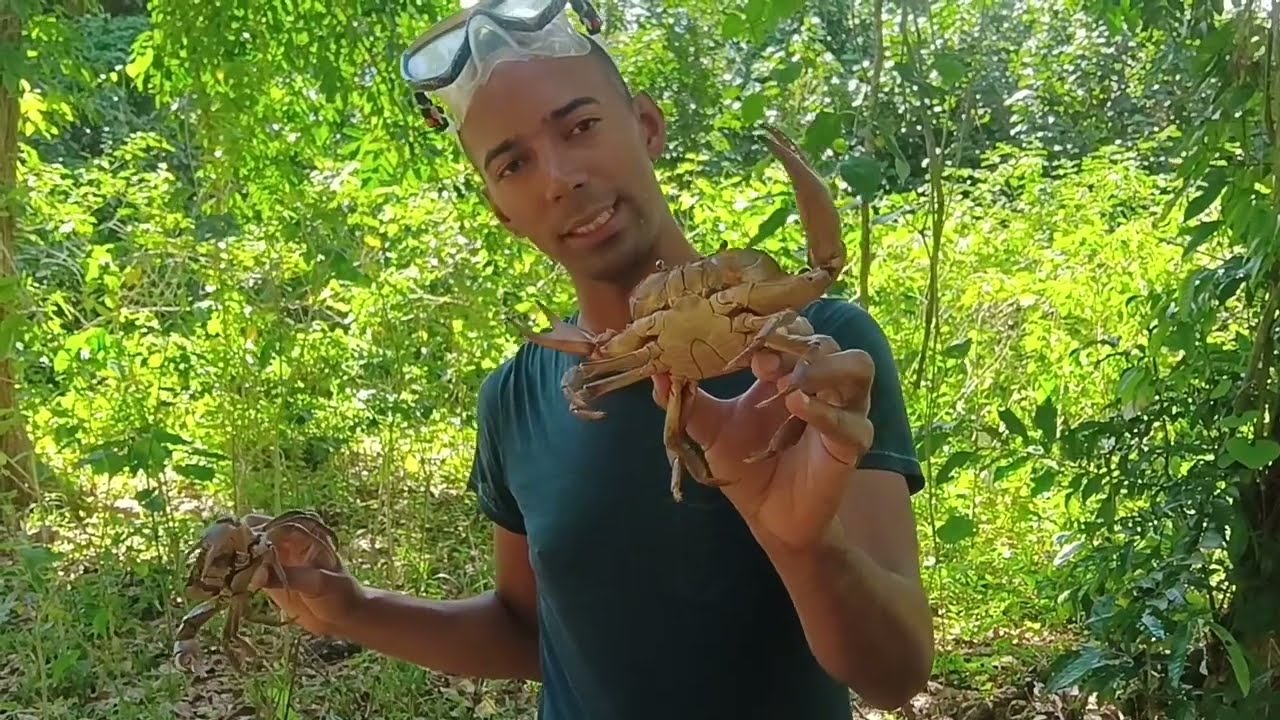 COMO SABER CUANDO UNA JAIBA ES HEMBRA O MACHO - YouTube