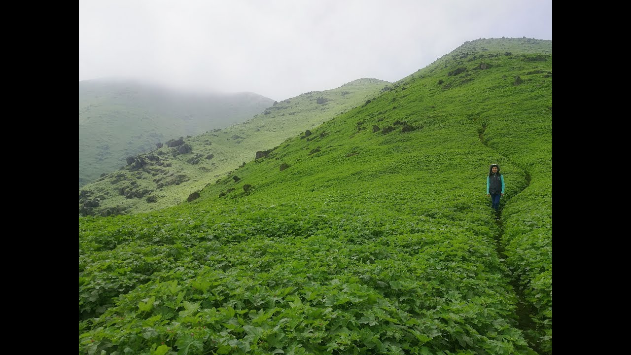 Día Mundial Del Medio Ambiente - Proyecto Eba Lomas - YouTube