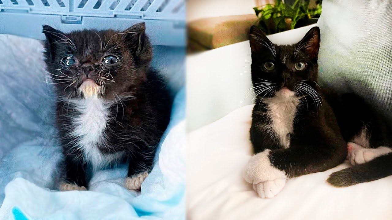 A lonely orphan kitten is the first to know what it means to grow and ...