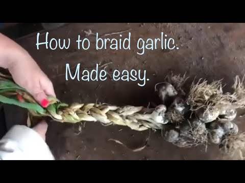 How to Braid Garlic for Storage - YouTube