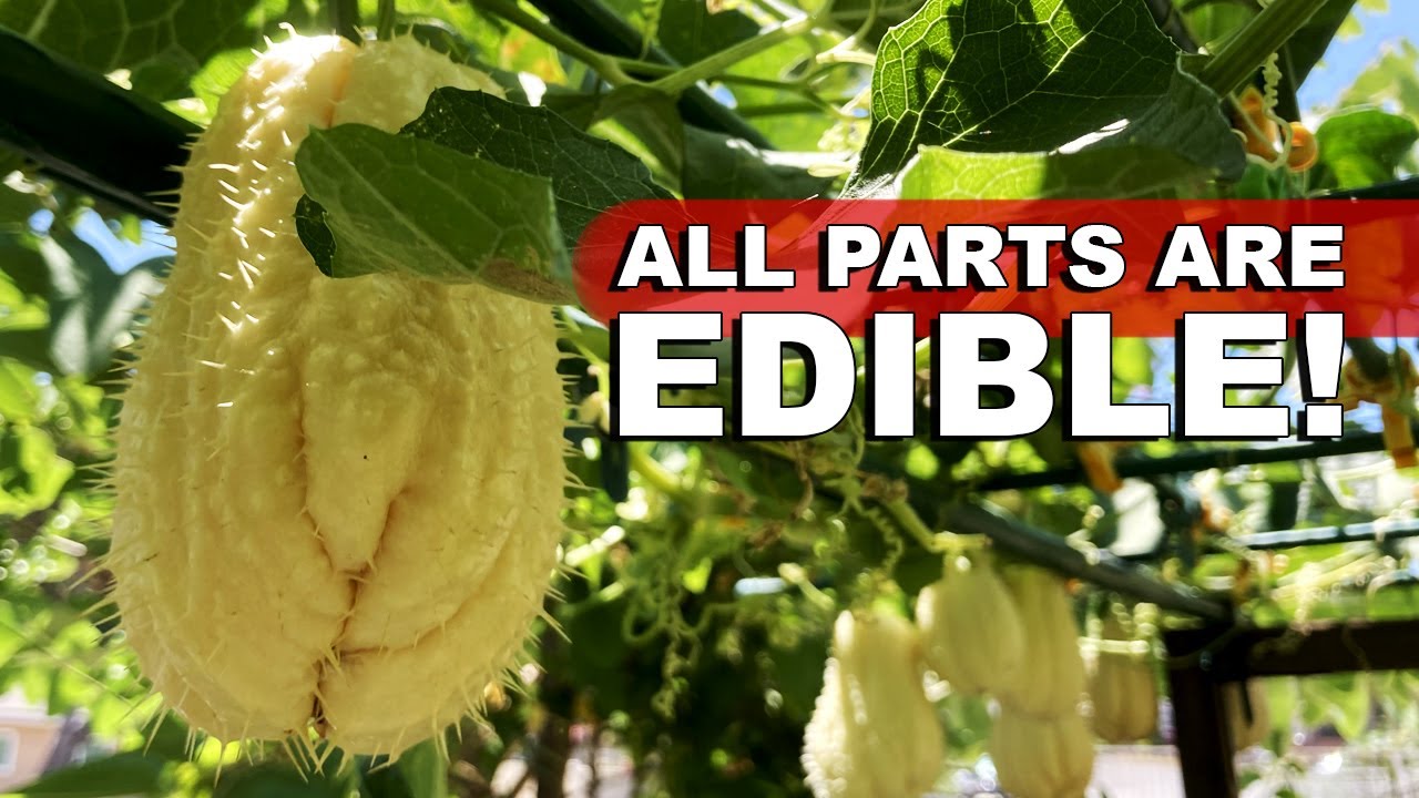 How To Grow Prolific Perennial Chayote - YouTube