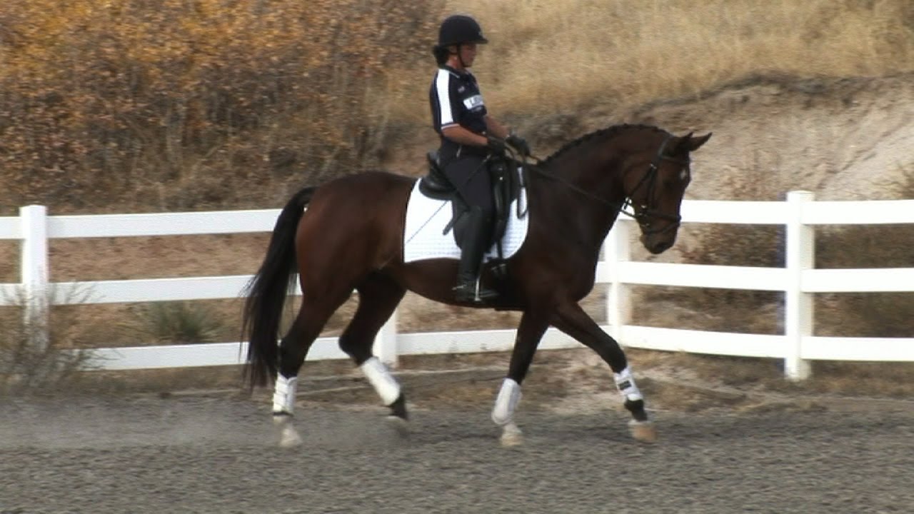 SOLD!!!! Prof FEI Candidate 7 Yr 16.2h Import Hanoverian Mare by ...