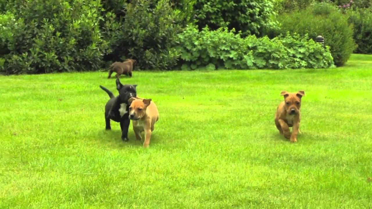 Engelse Stafford pups te koop - YouTube