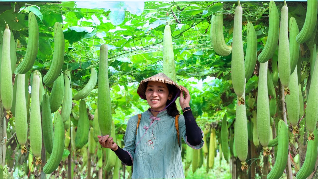 Harvesting GIANT Long Melon | Incredible Melon Farming & Market Selling ...