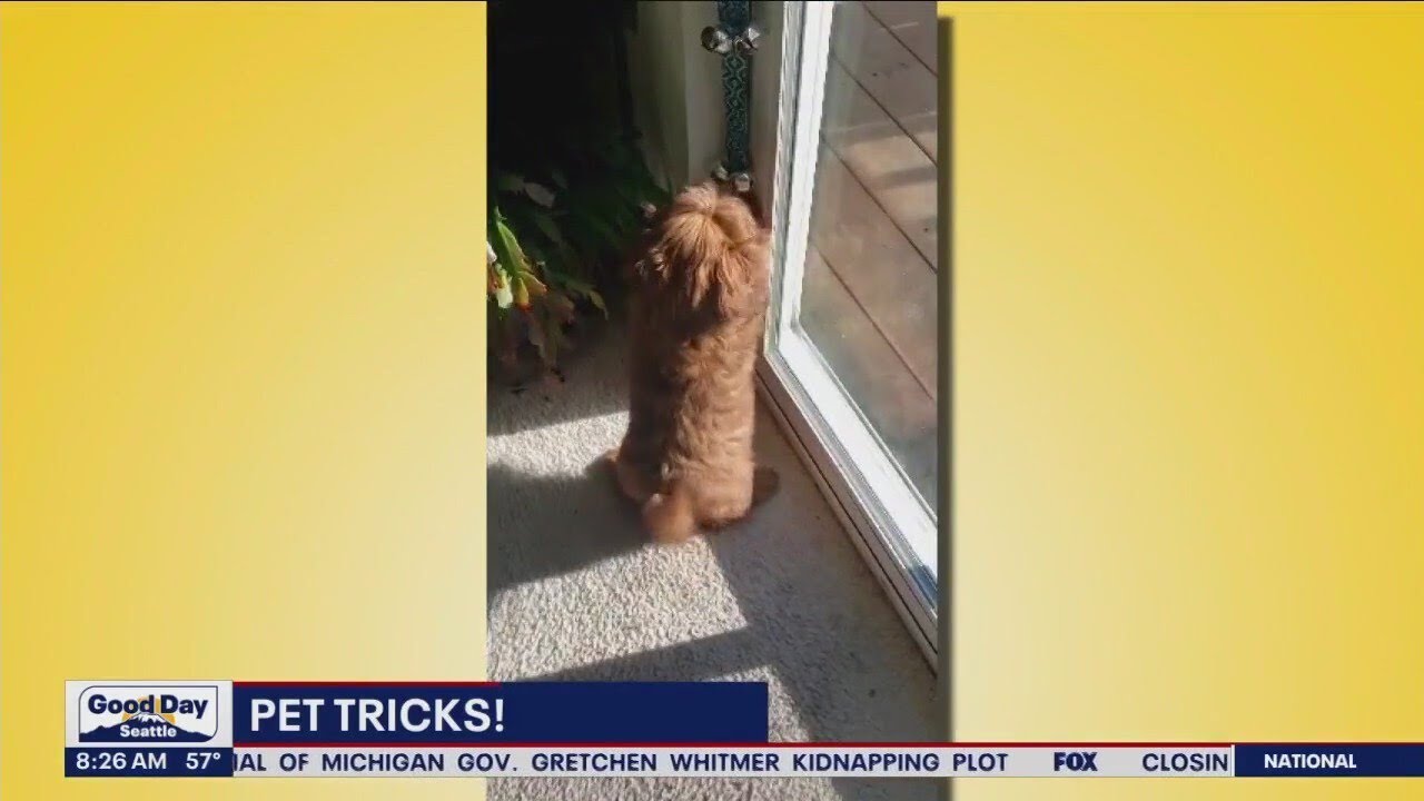 Good Day Pet Trick for Friday, Sept. 15 - YouTube