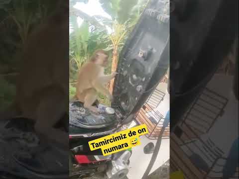 TAMİRCİ MAYMUN, AZ DAHA KAFASINI VURACAKTI😂😂