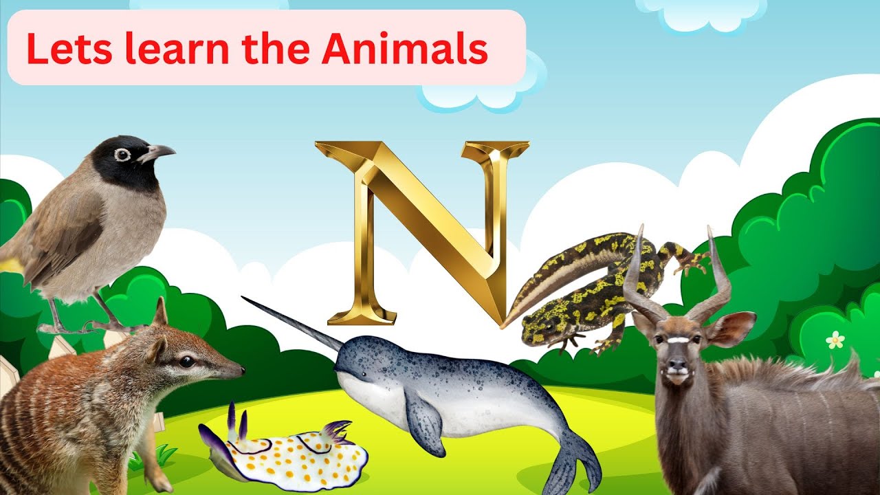 Learn the Animal- letter N - YouTube