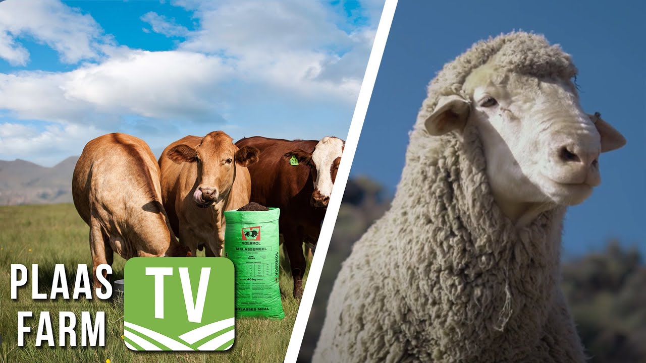 Voermol vier 60 jaar / Plaas Media vat hande met Merino Classic: Farm ...
