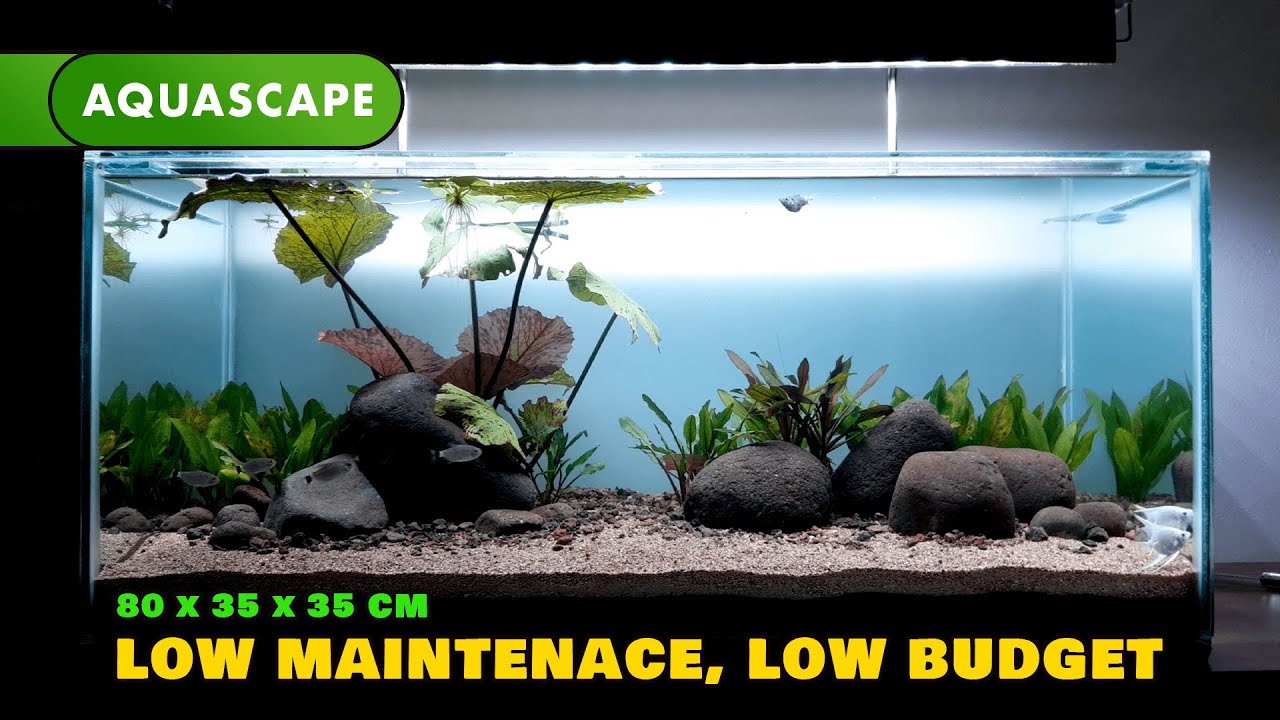Cara membuat Aquascape tema sungai batu kali tanaman low co2 ukuran 80 ...