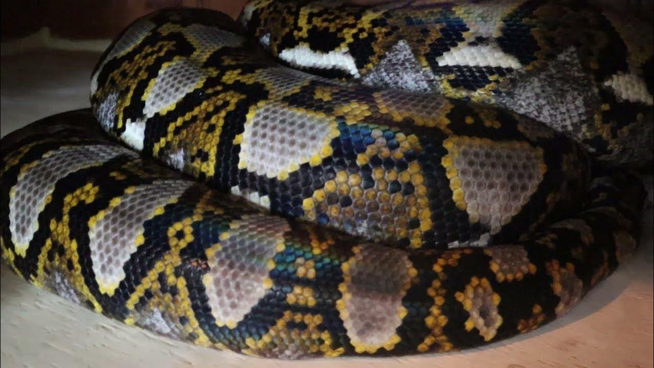 4 Year Old Reticulated Python - YouTube