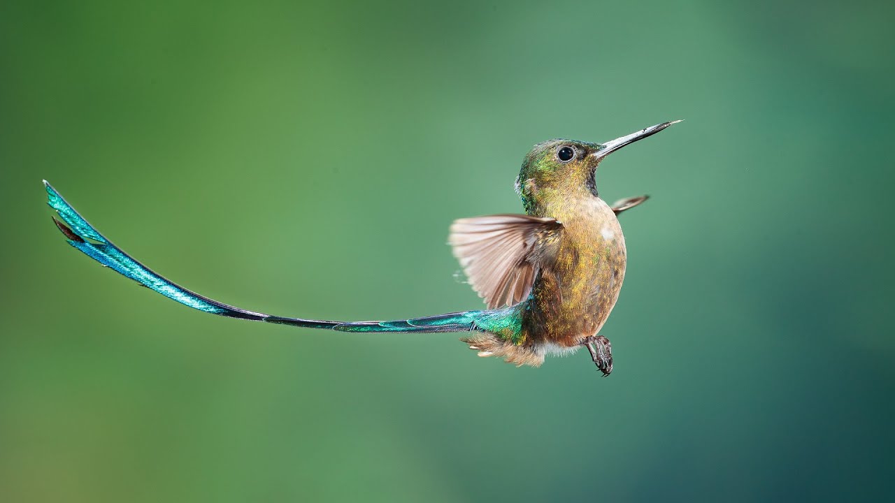 Ecuador Tropical Bird Photography Workshop February 2020 YouTube ecuador-tropical-bird-photography-workshop-february-2020-youtube
