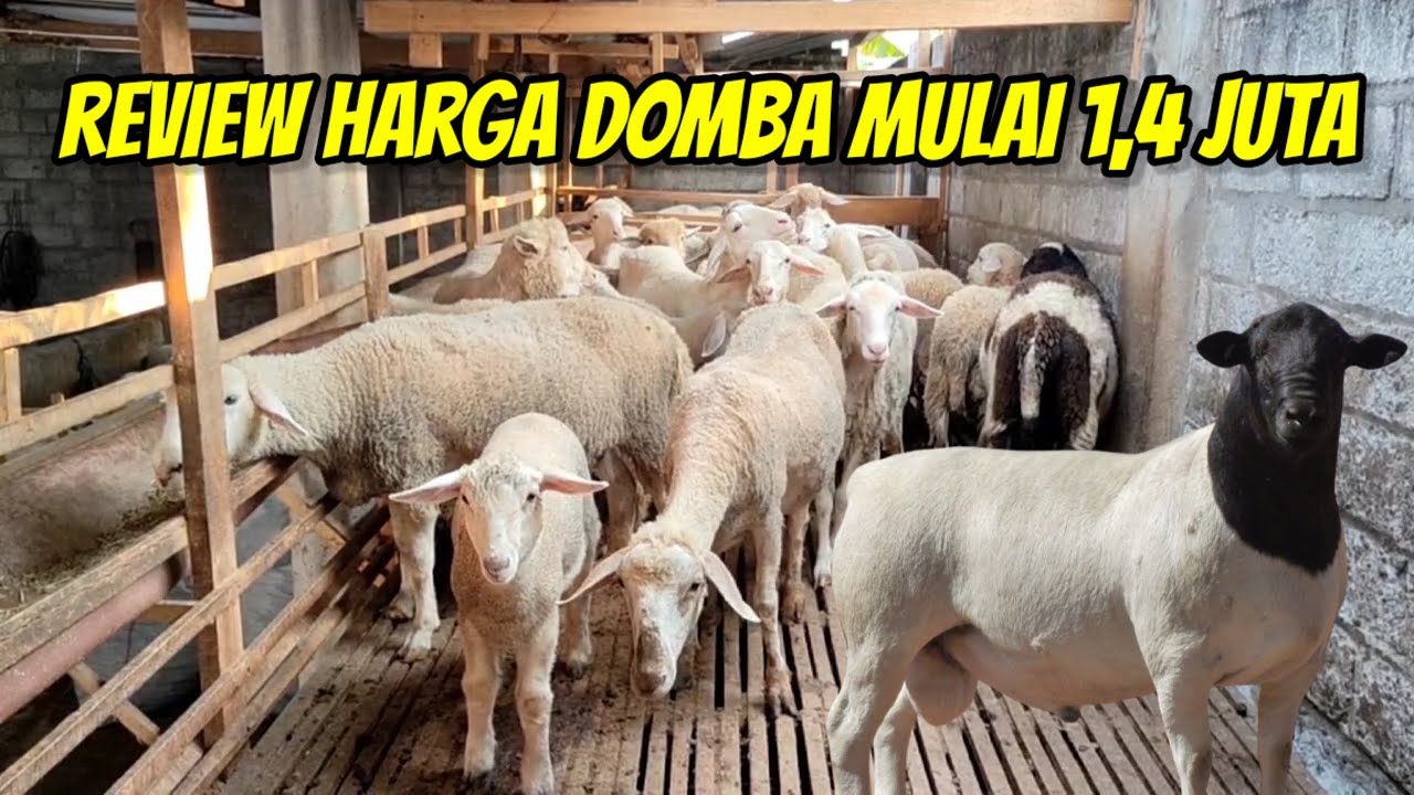 Review harga domba dorper, texel, komposit harga mulai 1,4 juta di ...
