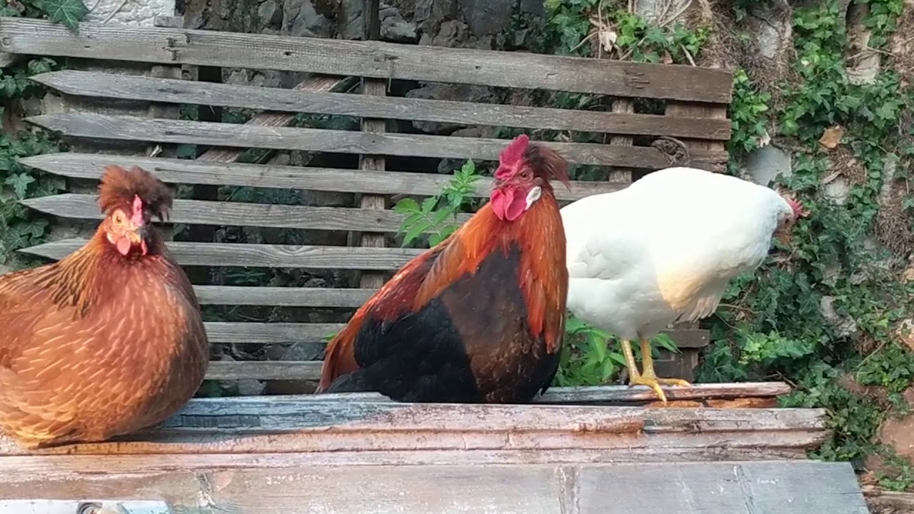 Rooster Taking Care of Chickens - The Optimal Number of Hens per ...