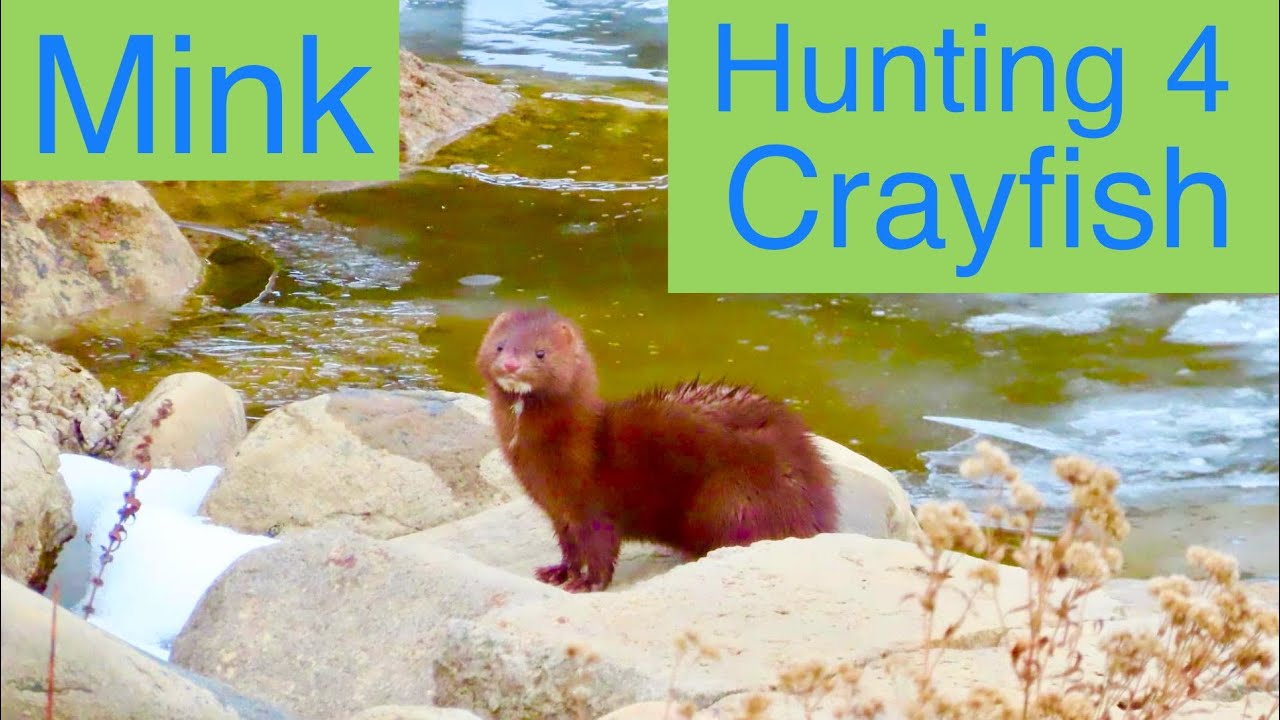 MINK Hunting for Some Crayfish (2024) - YouTube