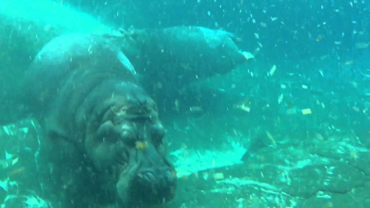 Flying hippos - YouTube