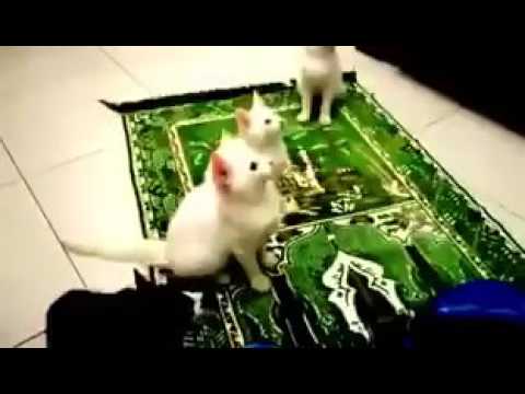 Maşallah (ibret verici) mutlaka izleyin