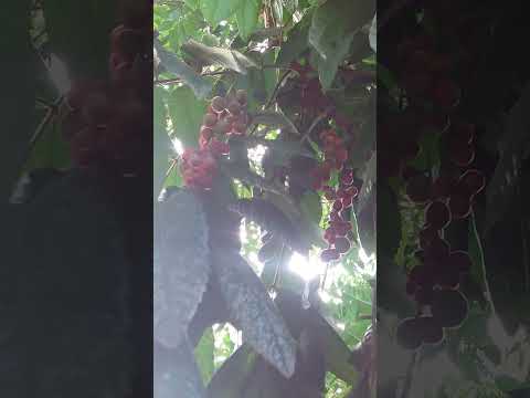 Bush Tucker FNQ Davidson Plum tree - YouTube