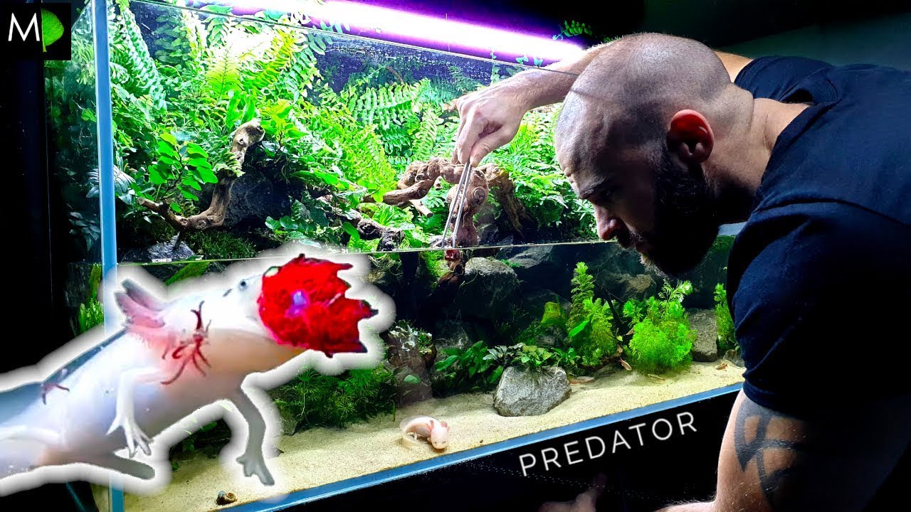 ⚠️AMBUSH PREDATOR⚠️ FEEDING & Changes: 4ft Axolotl Aqua Terrarium ...