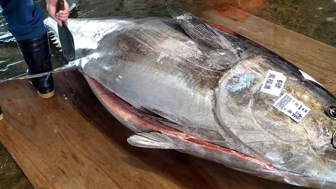 Fastest Cutting Speed ! 900 Pounds Giant Bluefin Tuna Cutting Skills ...