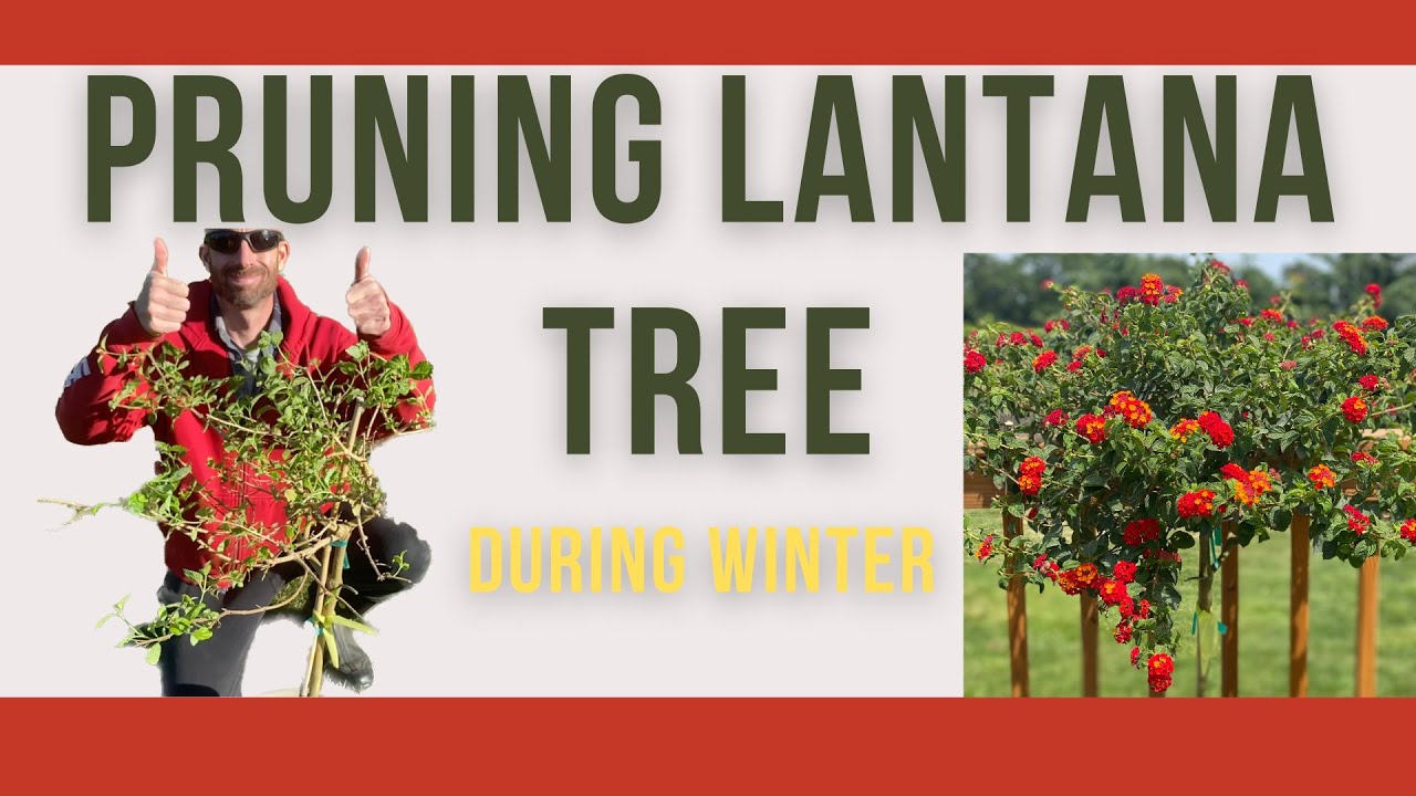 Pruning Lantana Tree - YouTube