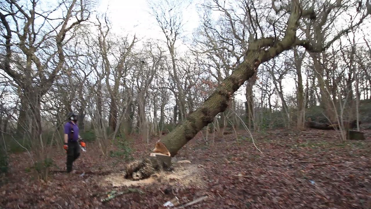 Oak tree felling video on Horsenden Hill - YouTube