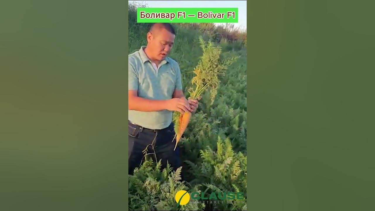 Морковь Боливар отлично показала себя ! #агро #агробизнес #огород # ...
