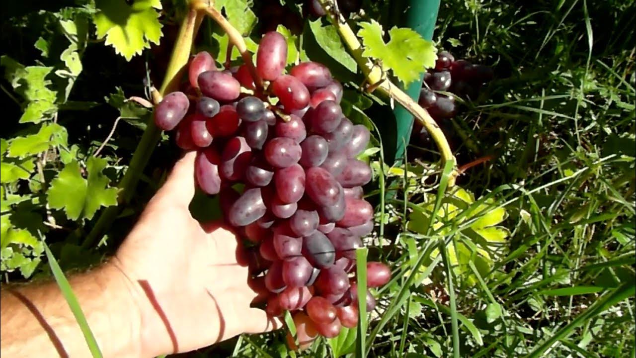 Байконур виноград (Baikonur grapes) 07:09:2022р. - YouTube