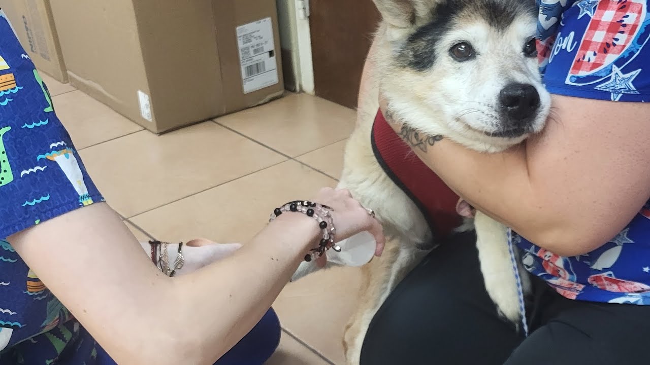 Canine cephalic venipuncture - YouTube