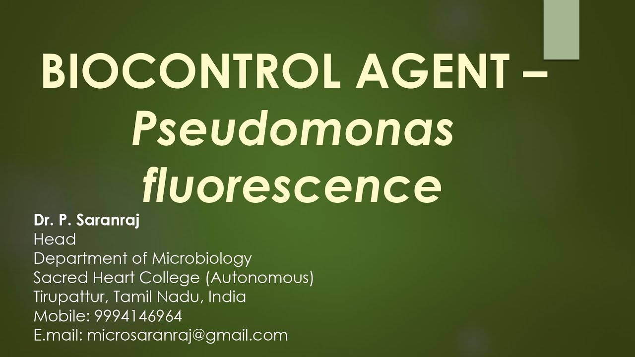 Biocontrol agent - Pseudomonas fluorescence - YouTube