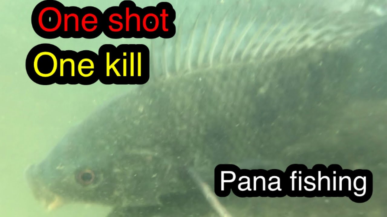 One shot one kill Pana fishing in the river taiwan - YouTube