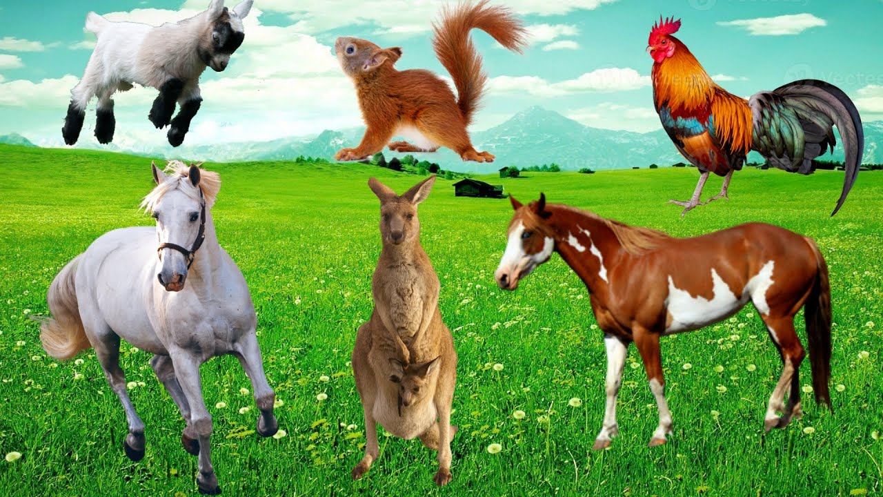 Wild Animal Sounds : Dog, Calf, Red Panda,camel, Elephant, lion,cat ...