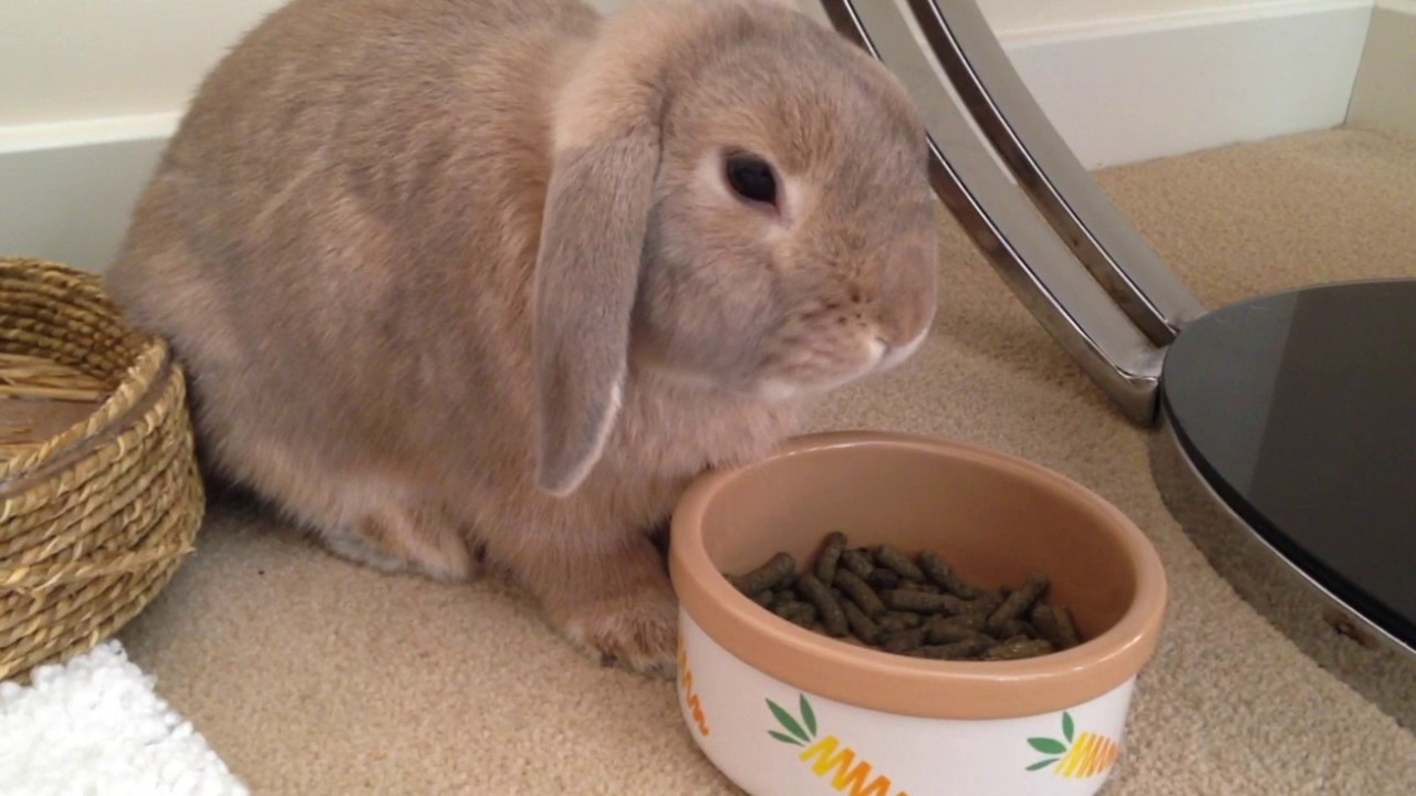 2 Minutes Of A Cute Bunny Rabbit Eating His Breakfast - YouTube
