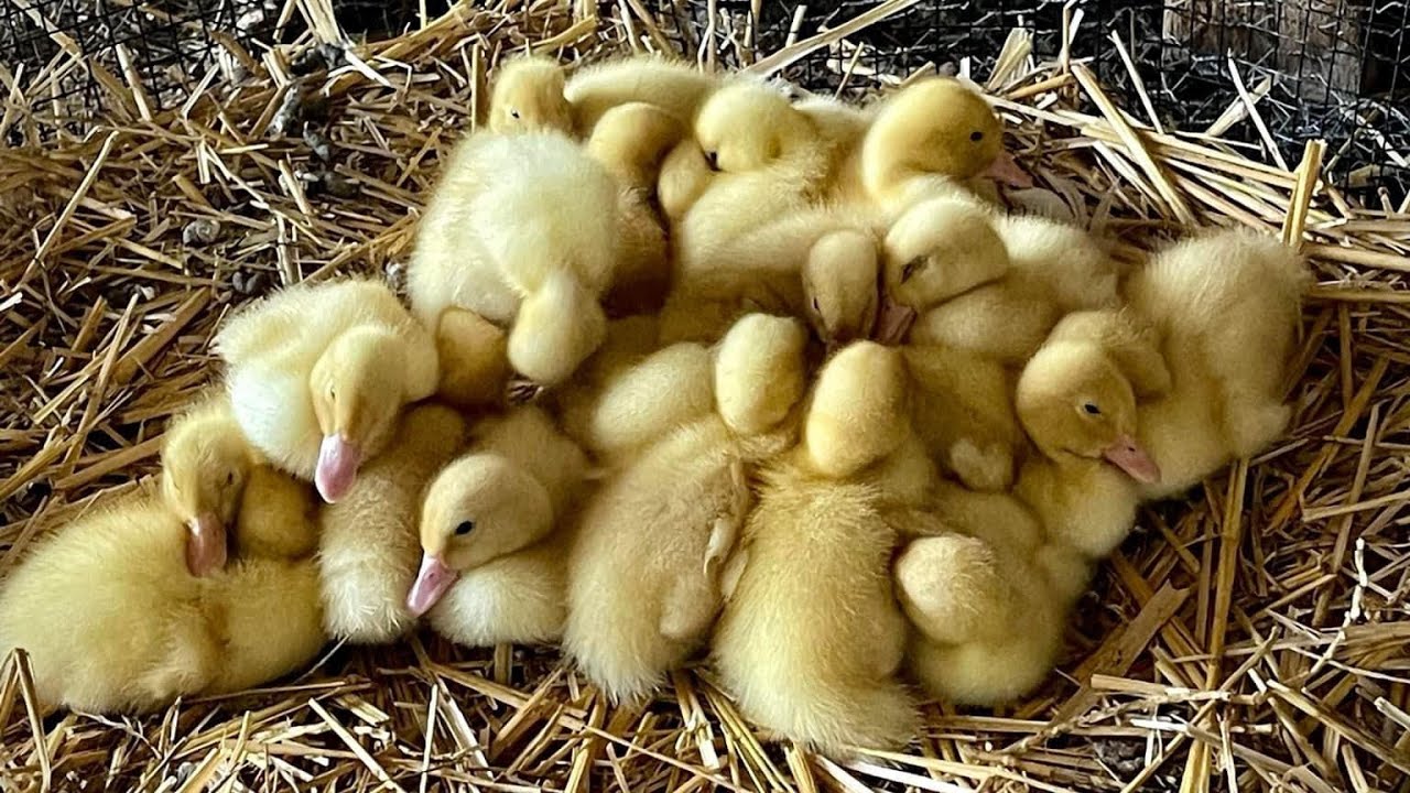 It’s just ducks. Spring 2023. - YouTube