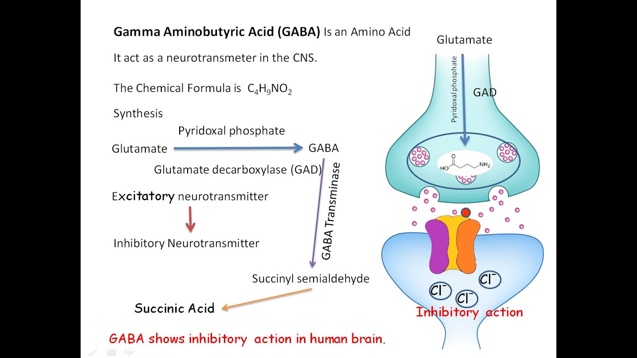 Pharmacology : Gamma Aminobutyric Acid (GABA), Barbiturates ...