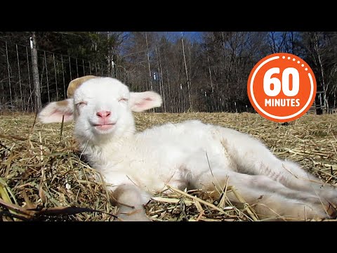 The Very BEST Baby Farm Animals 😍 | FUNNIEST Farm Animals