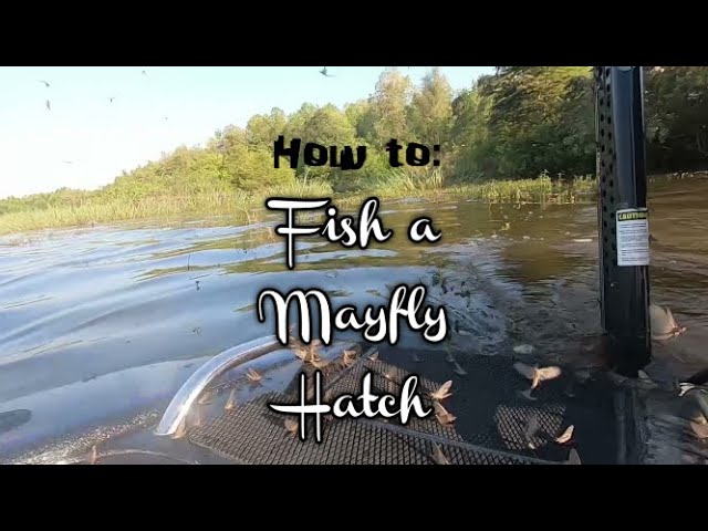 Mayfly Hatch